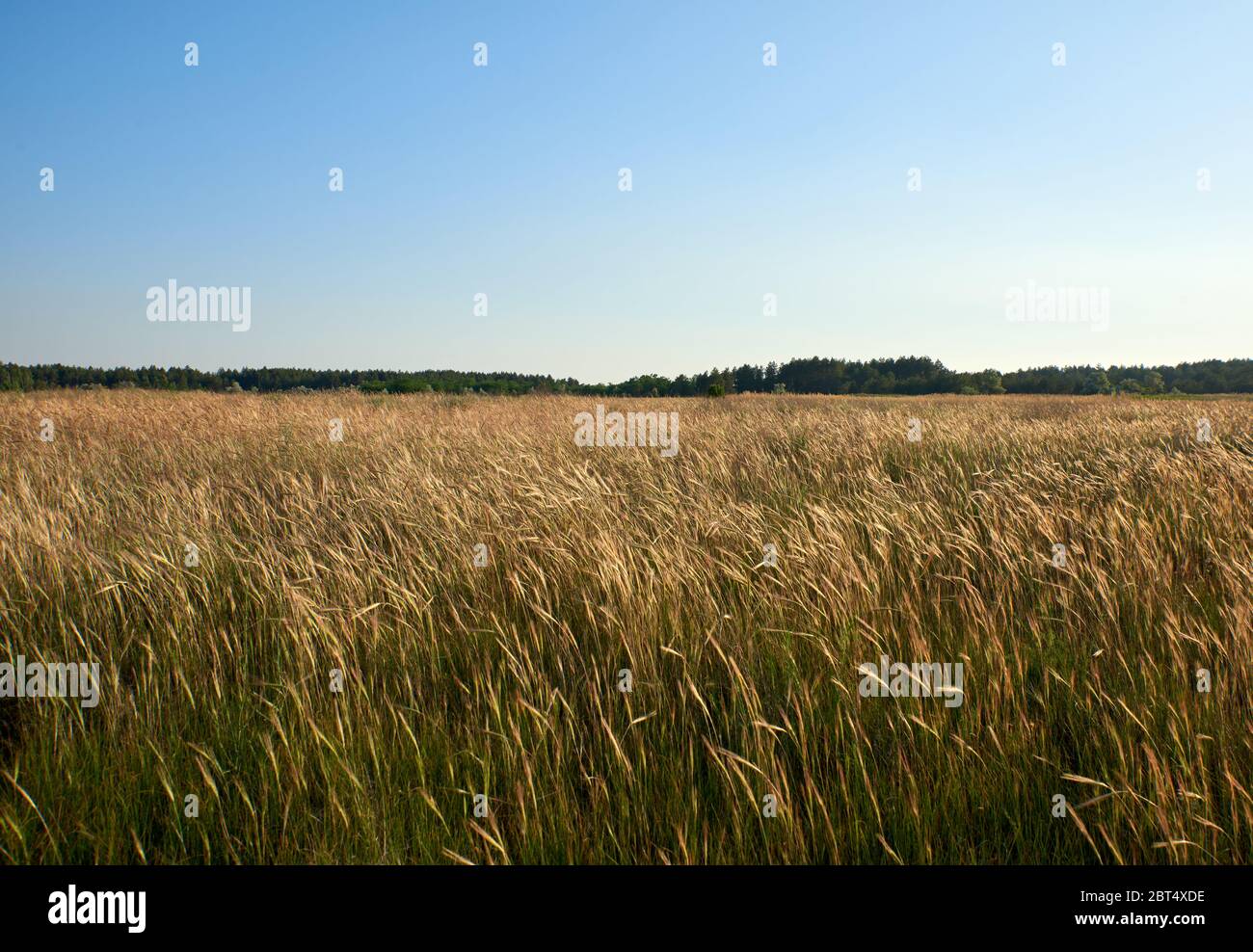 wild steppe on a summer day, Ukraine, Kherson region Stock Photo - Alamy