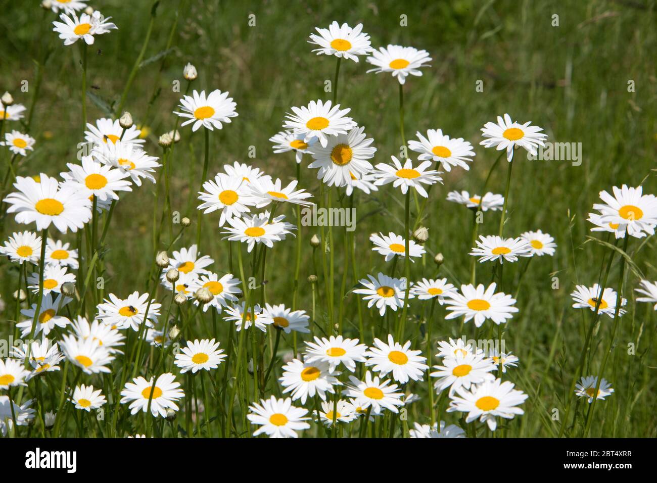 Margerite (Leucanthemum vulgare Stock Photo - Alamy
