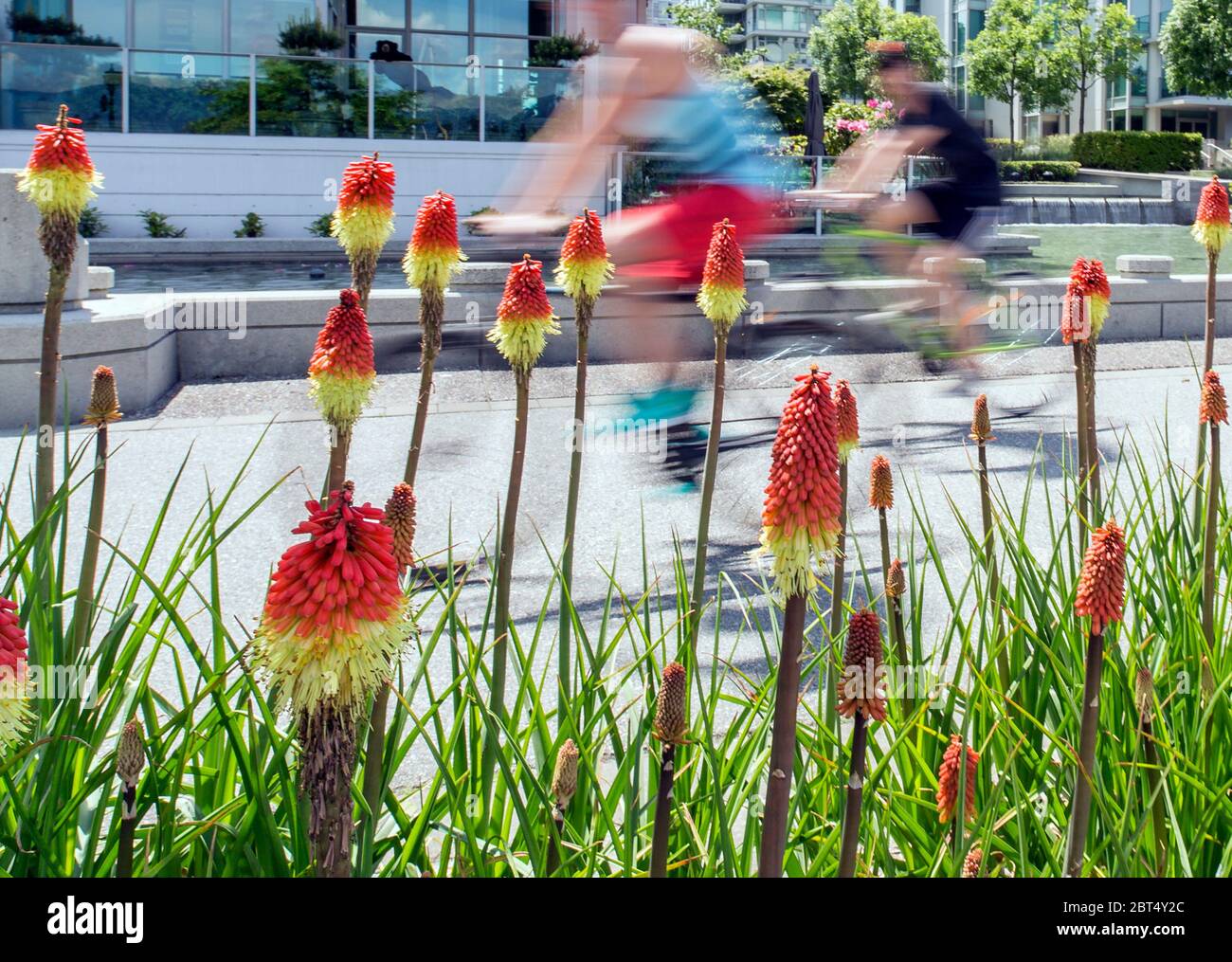 Canada lily hi-res stock photography and images - Alamy