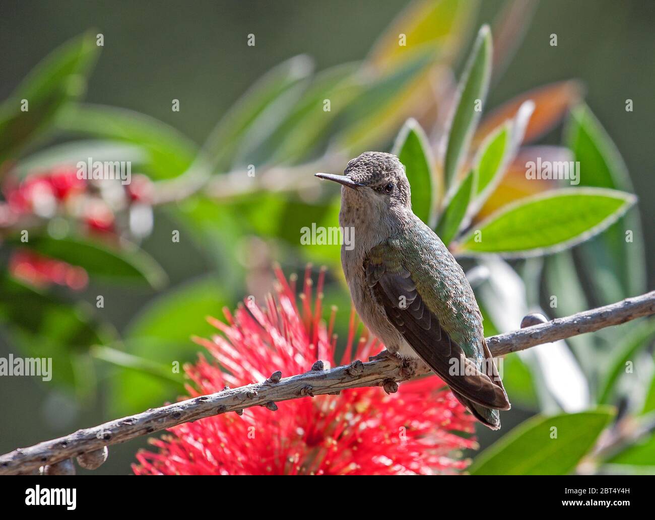 Hummingbird van hi-res stock photography and images - Alamy