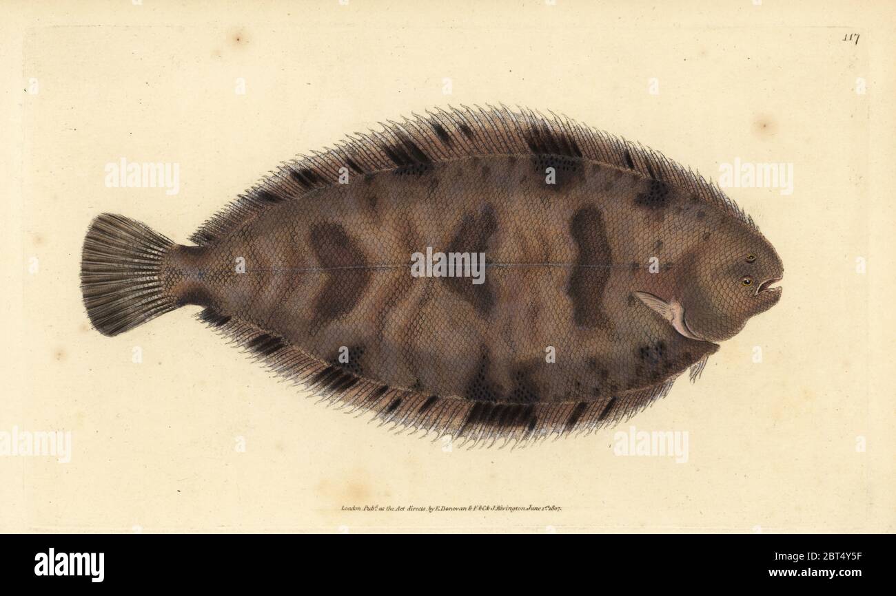 Sole fish engraving hi-res stock photography and images - Alamy