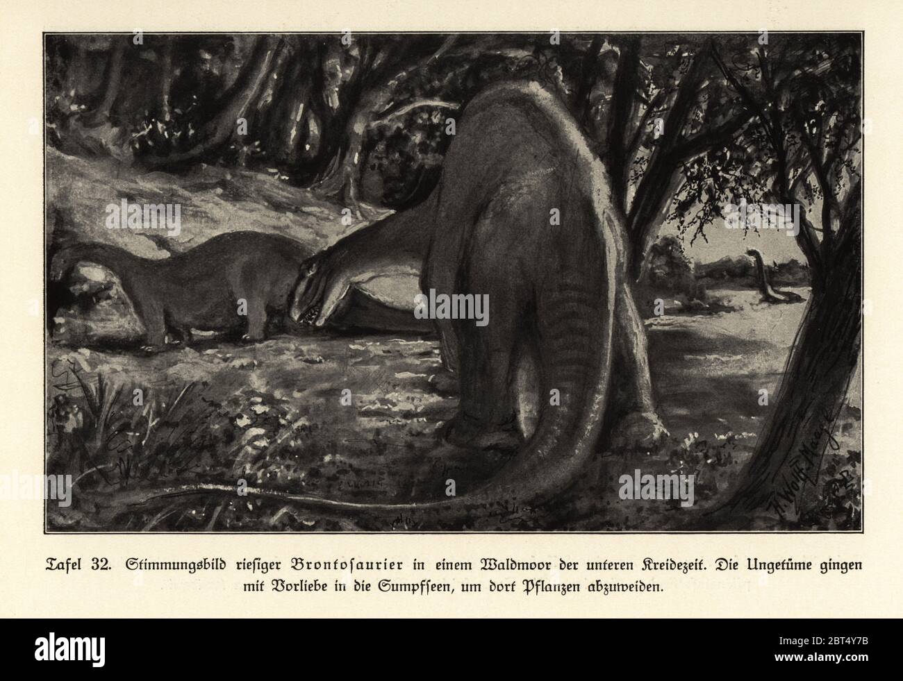 Reconstruction of giant Brontosaurs grazing on vegetation in the swamp ...