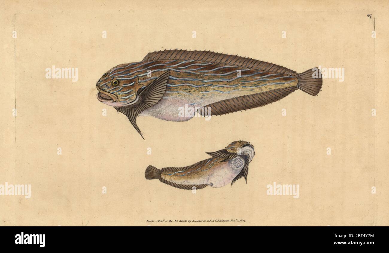 Cyclopterus liparis hi-res stock photography and images - Alamy