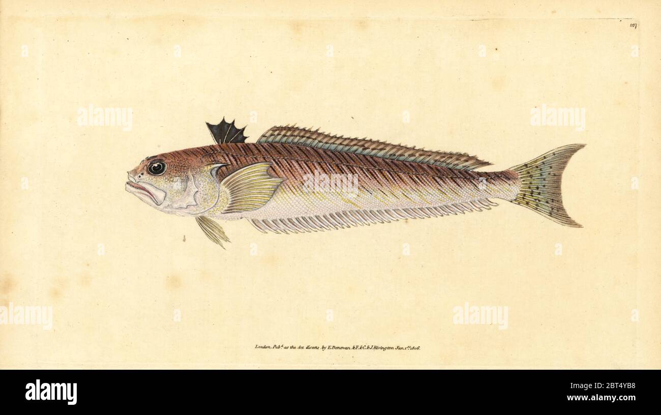 Weaver fishes hi-res stock photography and images - Alamy