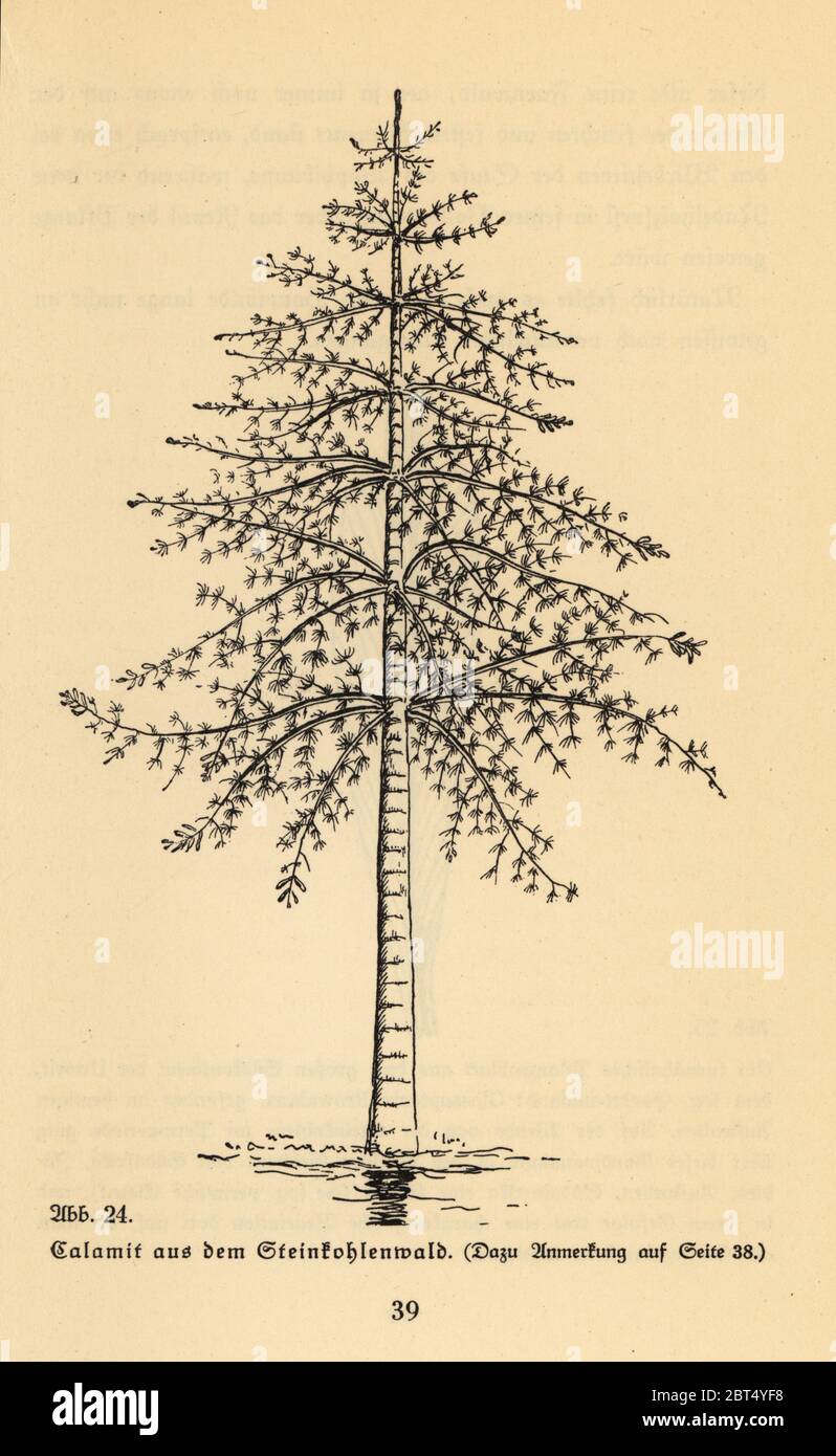 Extinct arborescent horsetail, Calamite genus, of the Carboniferous era ...