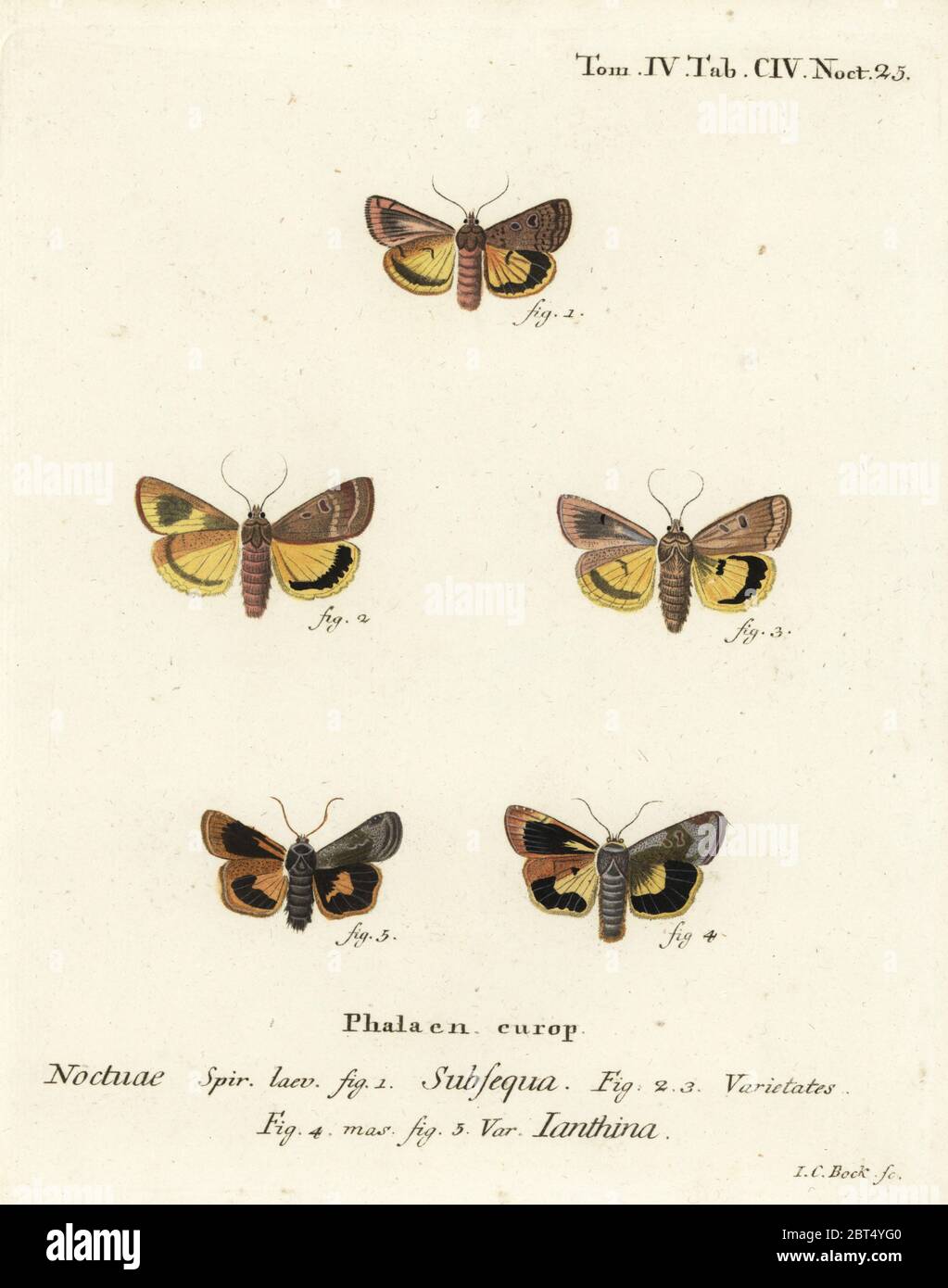 Lunar yellow underwing, Noctua orbona 1, and lesser broad-bordered ...