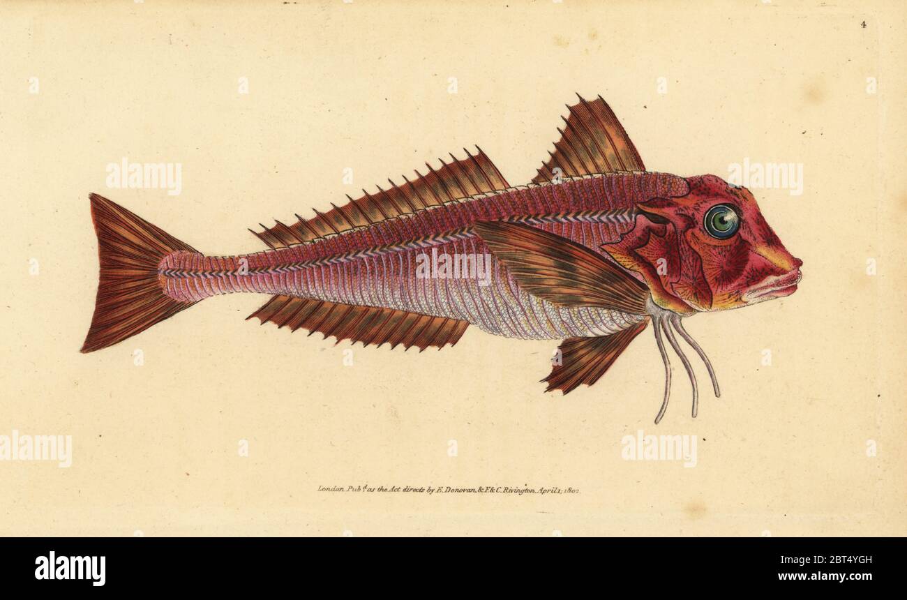 Trigla lineata hi-res stock photography and images - Alamy