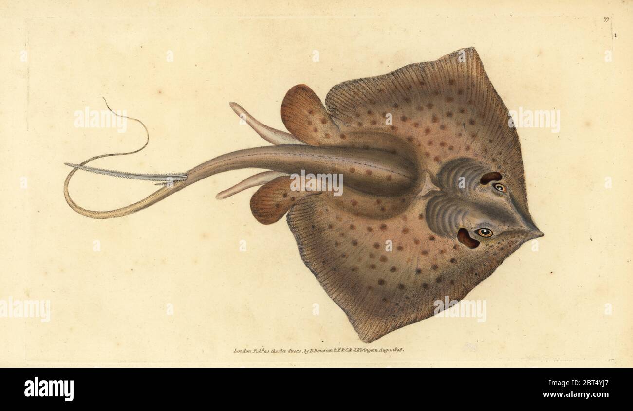 Common stingray, Dasyatis pastinaca (Sting ray, Raja pastinacea ...