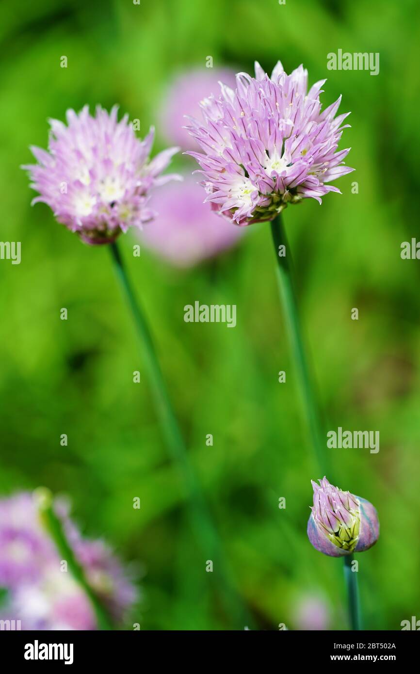 Purple chive blossoms in the spring garden Stock Photo - Alamy