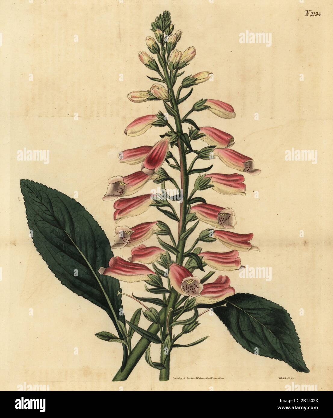 Purple foxglove, Digitalis purpurea (Digitalis tomentosa). Handcoloured ...