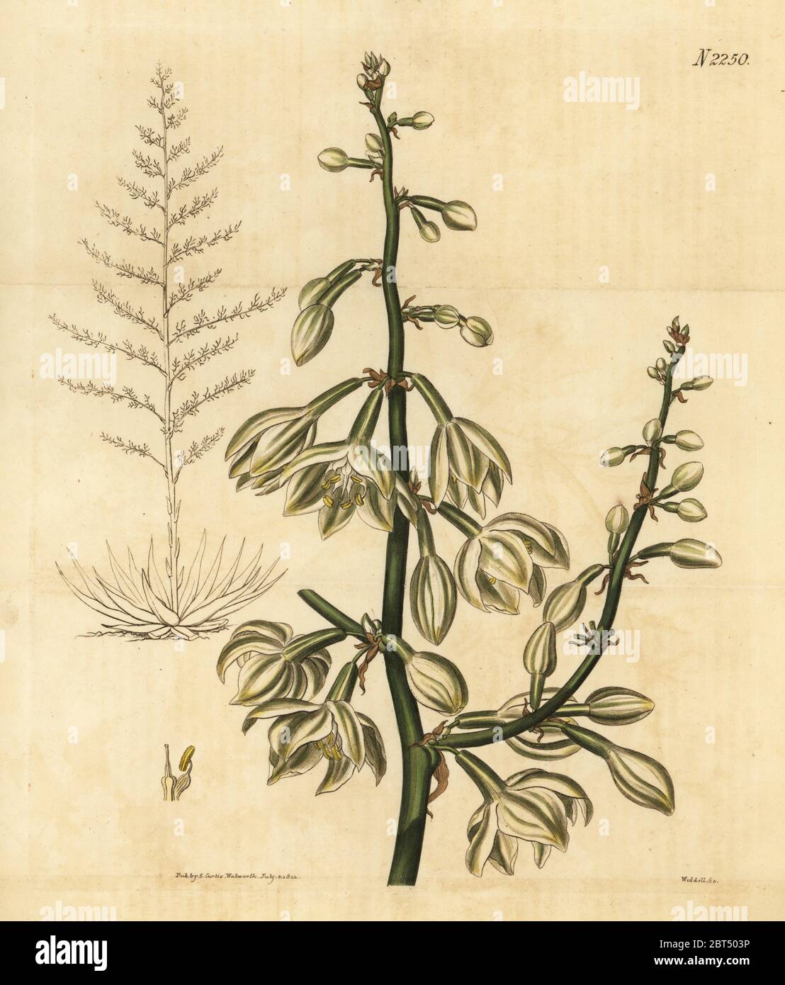 Giant cabuya, green-aloe or Mauritius-hemp, Furcraea foetida (Furcraea ...