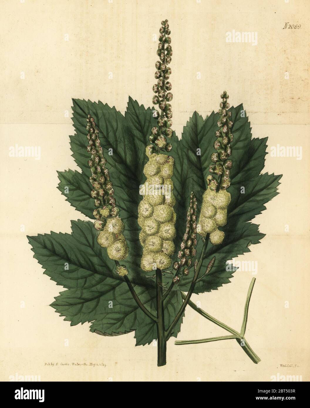 Mountain bugbane or mountain black-cohosh, Actaea podocarpa [Cimicifuga ...