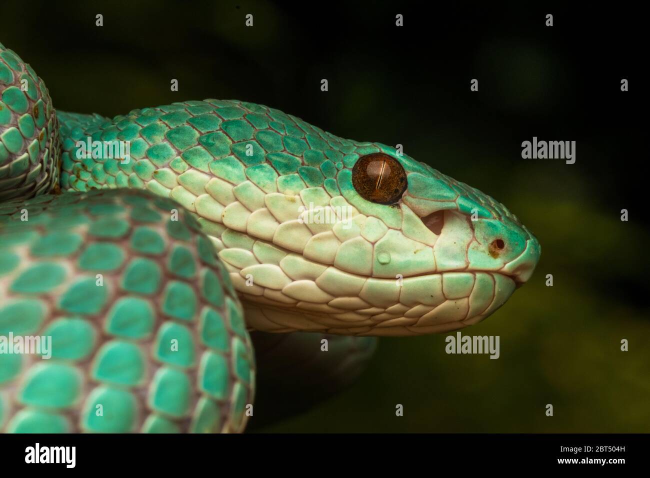 Side view of a viper snake head hi-res stock photography and images - Alamy