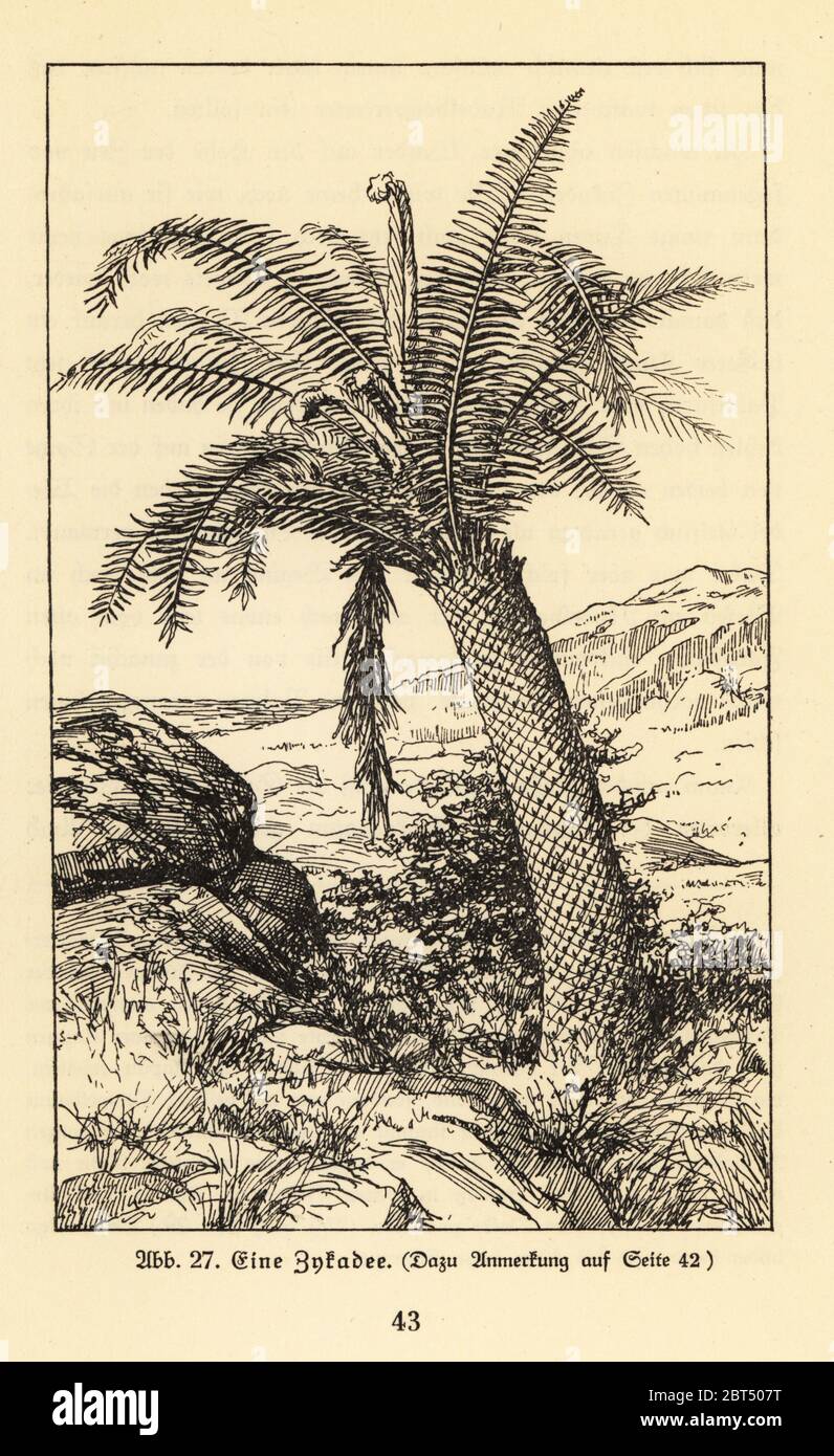 Cycad trees hi-res stock photography and images - Alamy