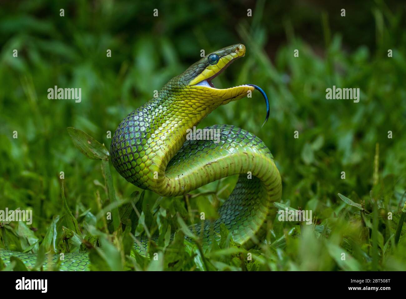 Coiled gonyosoma snake ready to strike, Indonesia Stock Photo - Alamy