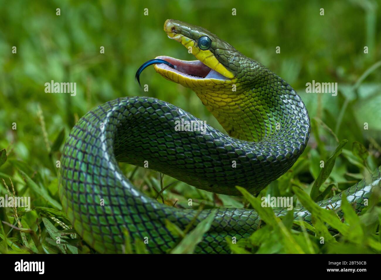 Coiled gonyosoma snake ready to strike, Indonesia Stock Photo - Alamy