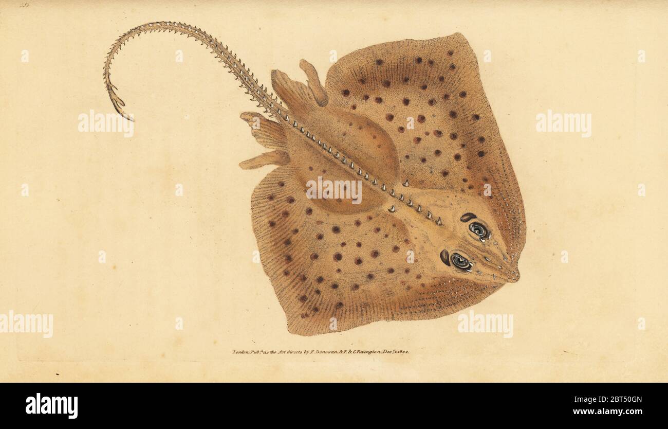 Thornback skate, Raja clavata. Near threatened. Rough ray, Raja rubus ...