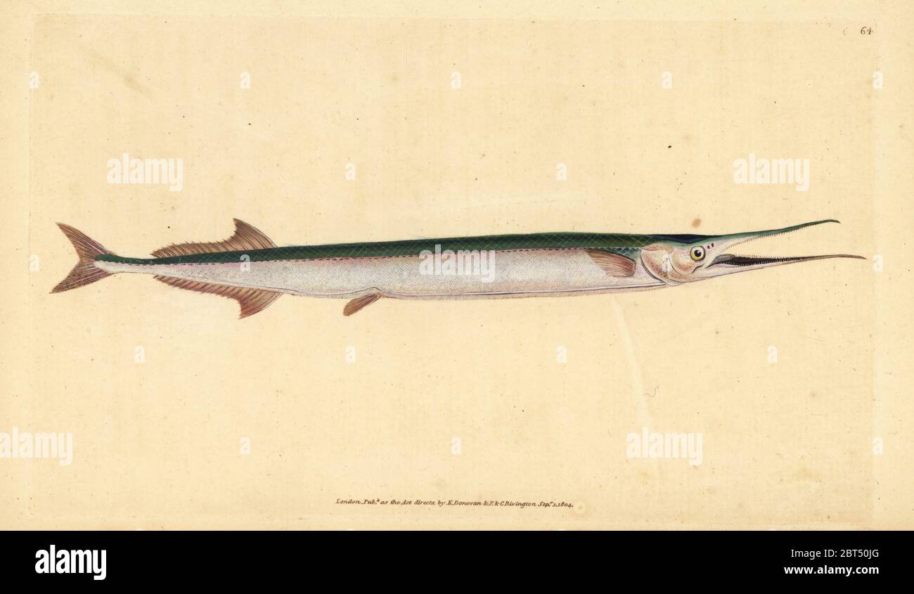 Giant Needlefish