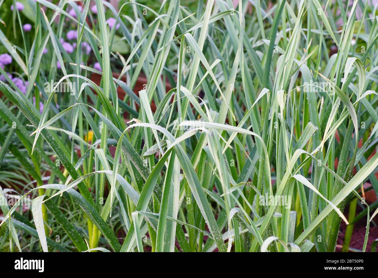 Garlic stalks growing in a raised bed Stock Photo - Alamy