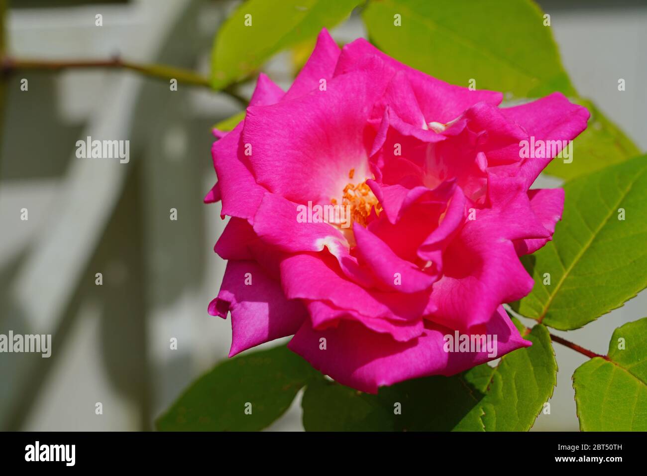 Zephirine drouhin thornless rose climbing hi-res stock photography and ...