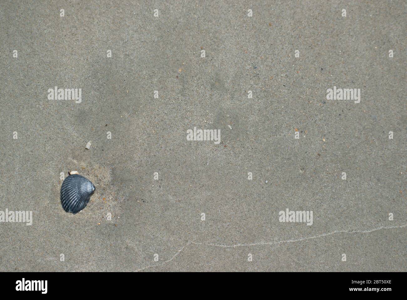 Shell in the beach hi-res stock photography and images - Alamy
