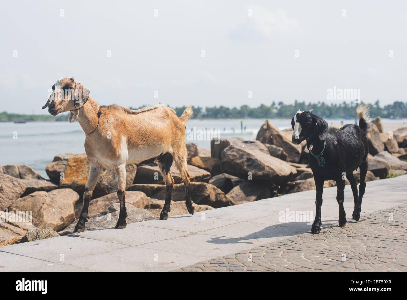 Two Goats Walking along waterfront, Kochi, Kerala, India Stock Photo ...
