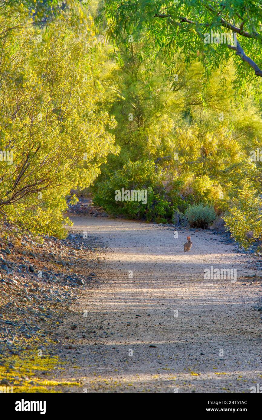 Rabbit under trees hi-res stock photography and images - Alamy