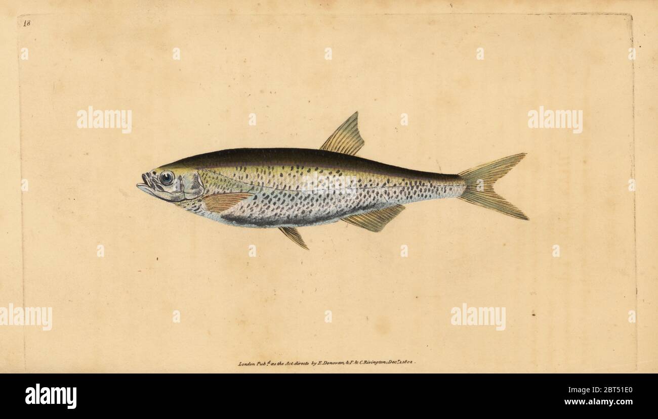 Cyprinus alburnus hi-res stock photography and images - Alamy