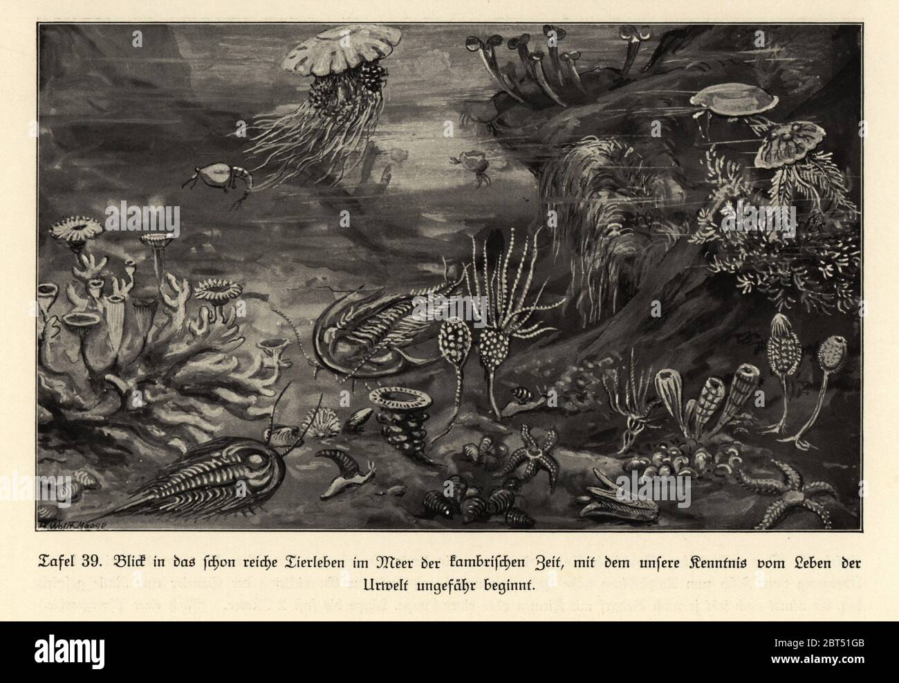 Reconstruction of the rich marine life of the Cambrian era. Extinct ...