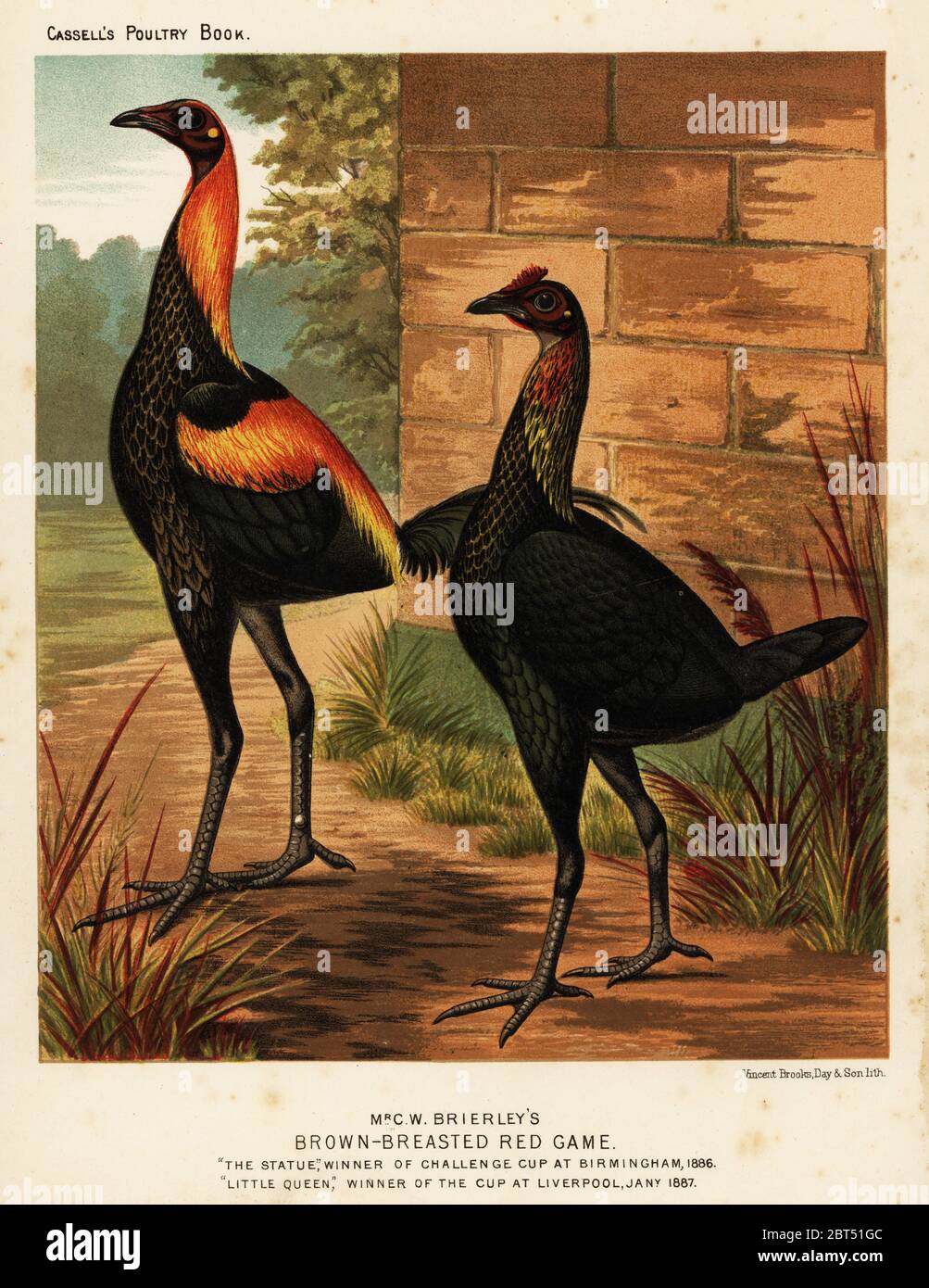 Brown-breasted red game birds, Gallus gallus domesticus, bred by C. W ...