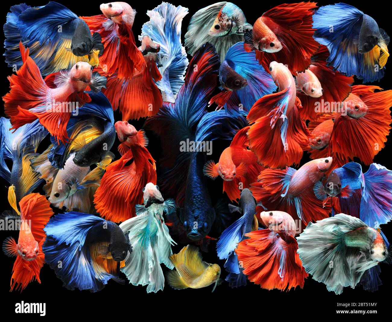 Collage of multi coloured betta fish, Indonesia Stock Photo - Alamy