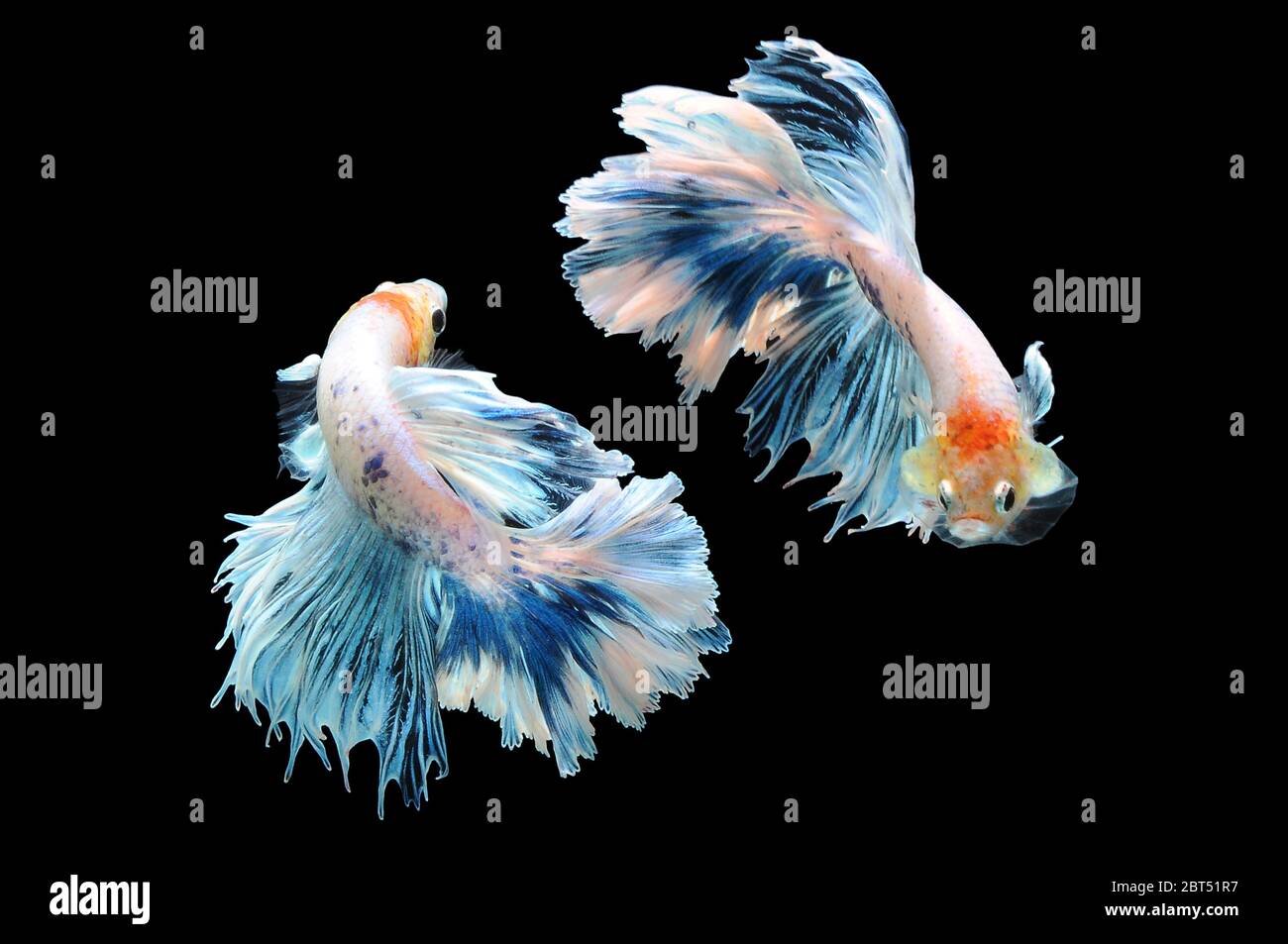 Two betta fish swimming in an aquarium Stock Photo - Alamy