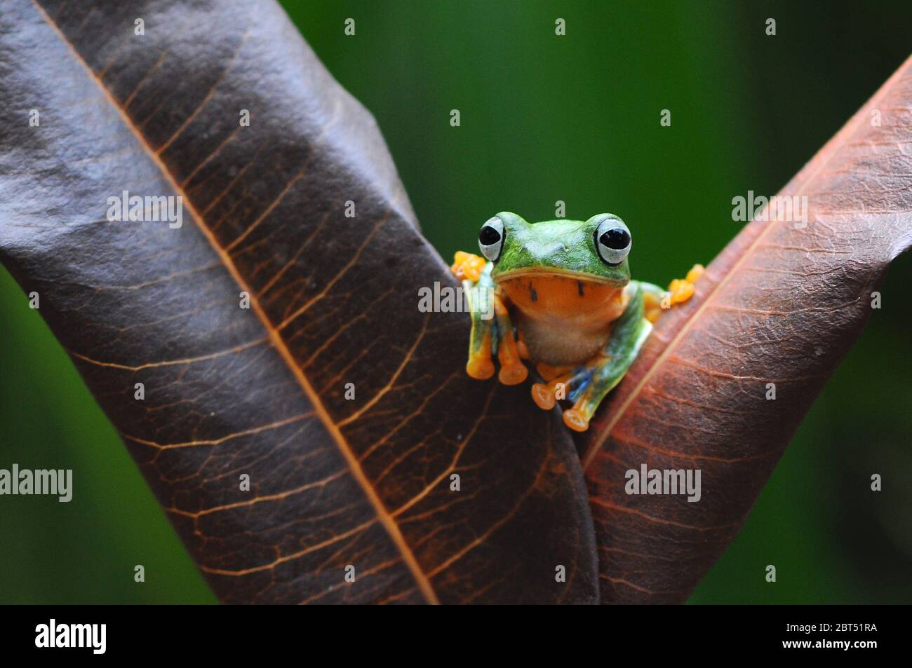 Dumpy tree frog on a leaf, Indonesia Stock Photo - Alamy
