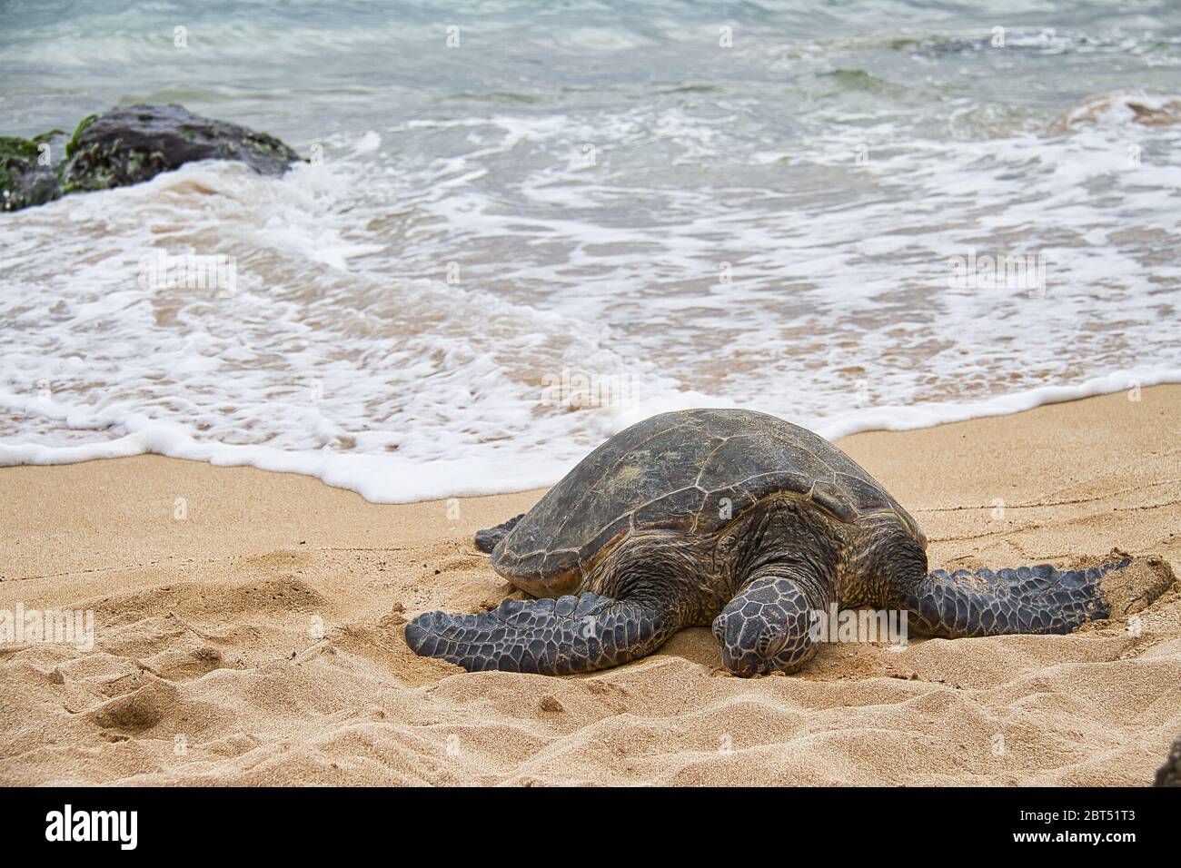 Sea Turtle Resting on the Beach Stock Photo - Alamy
