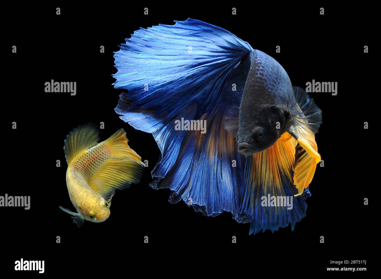 Two betta fish fighting in an aquarium hi-res stock photography and ...