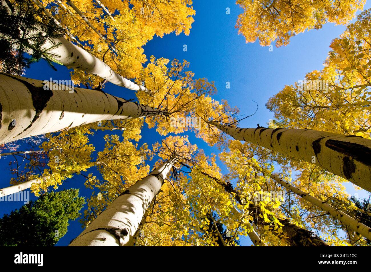 Aspen trees populus tremuloides teton hi-res stock photography and ...