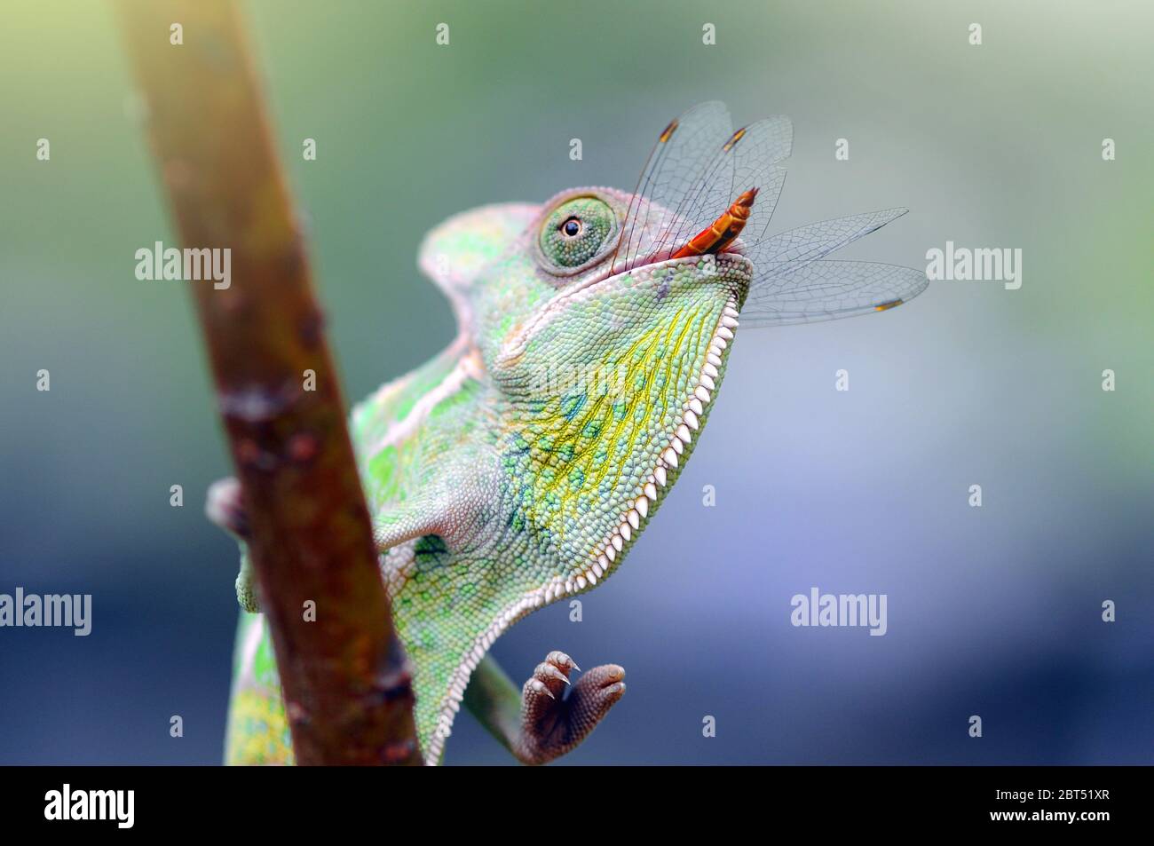 Portrait of a chameleon eating an insect, Indonesia Stock Photo - Alamy