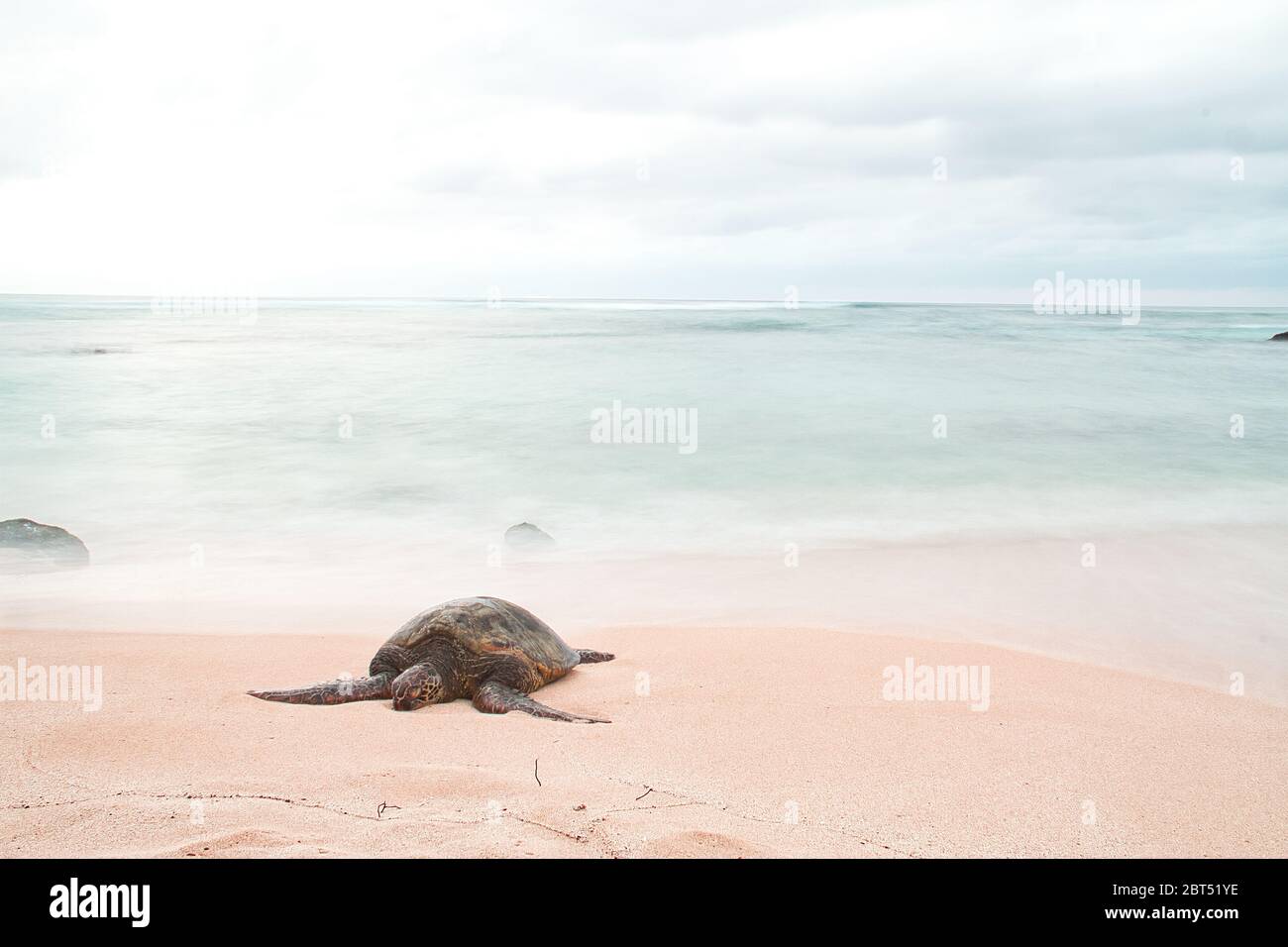 Resting sea turtle motion hi-res stock photography and images - Alamy