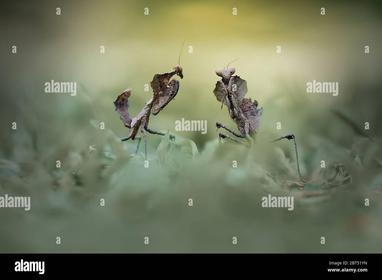 Grass Mantis High Resolution Stock Photography and Images - Alamy