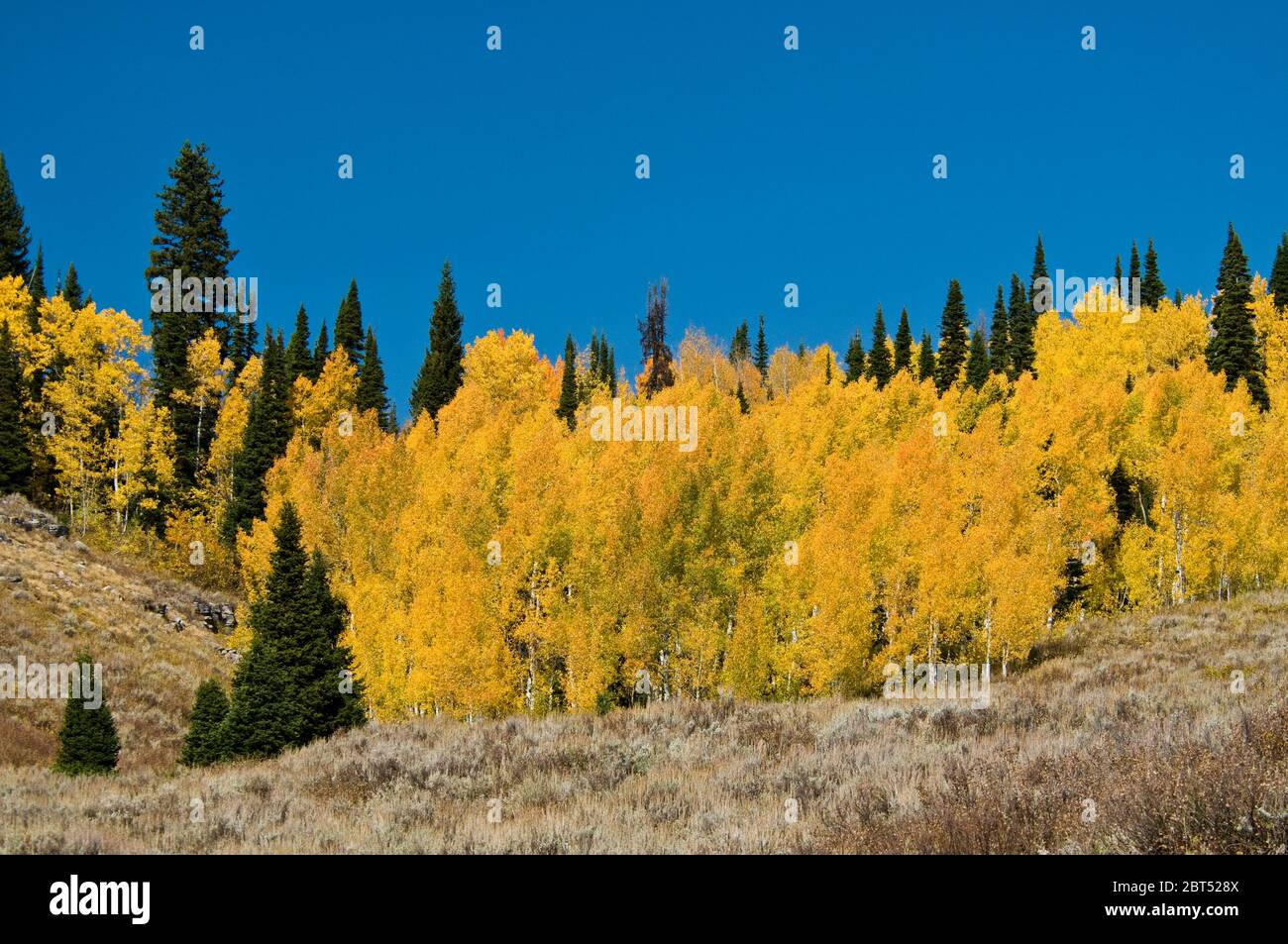 Quaking aspen (Populus tremuloides) grove in autumn color in Grand ...