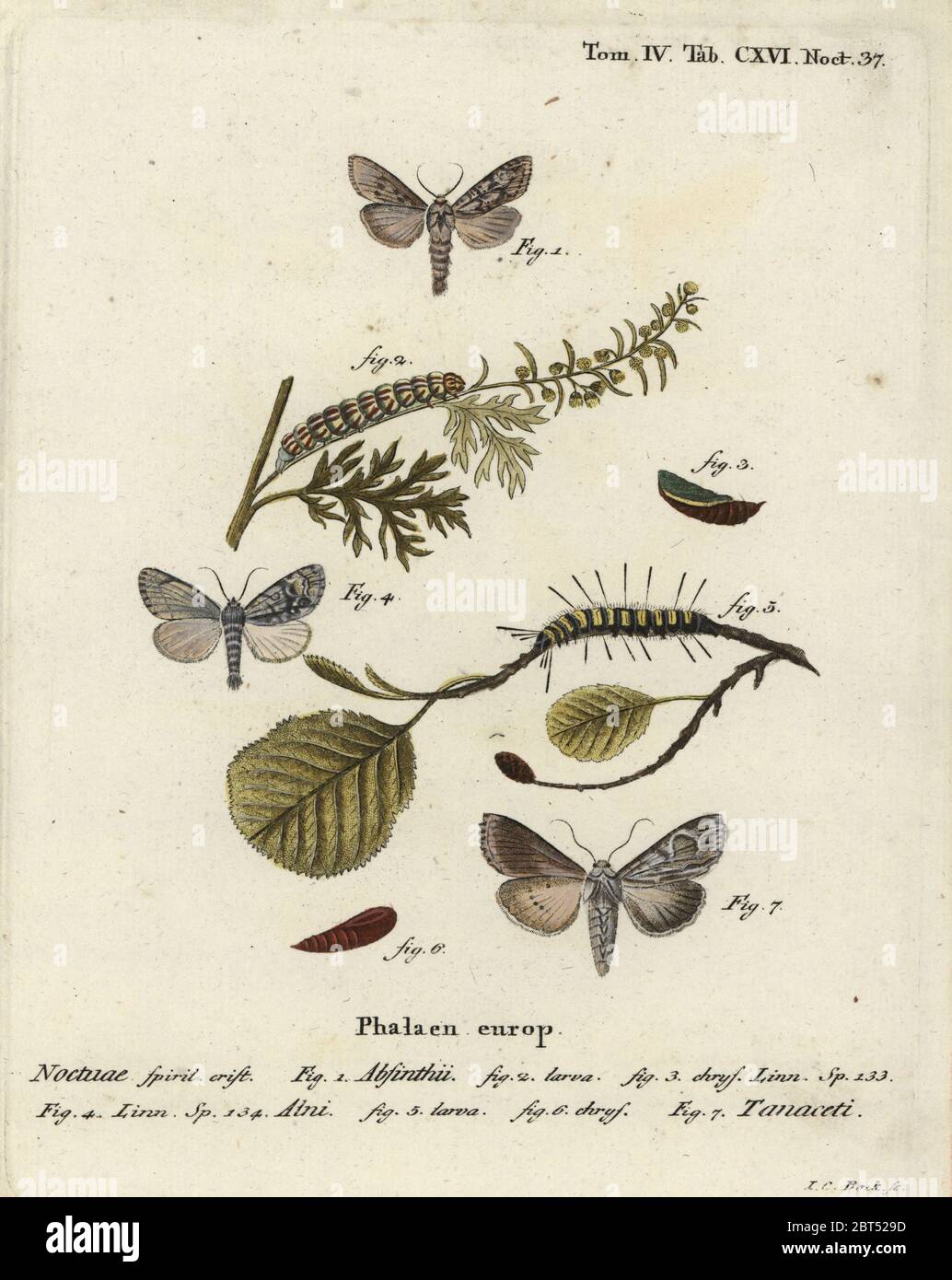 Wormwood moth, Cucullia absinthii 1-3, alder moth, Acronicta alni 4-6 ...