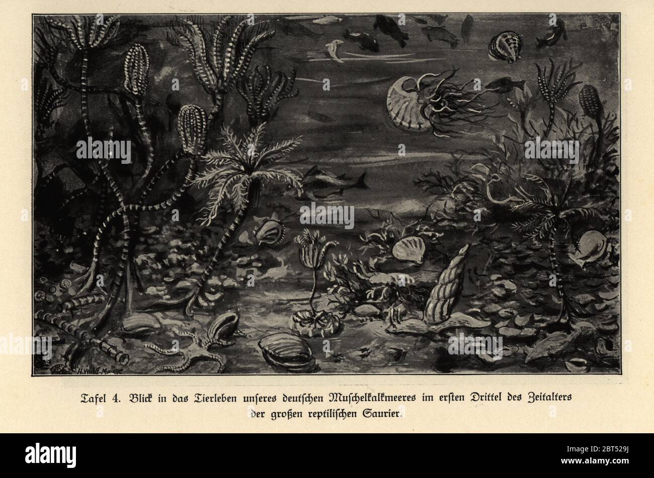 Extinct marine life in the first third of the Mesosoic. Crinoids ...