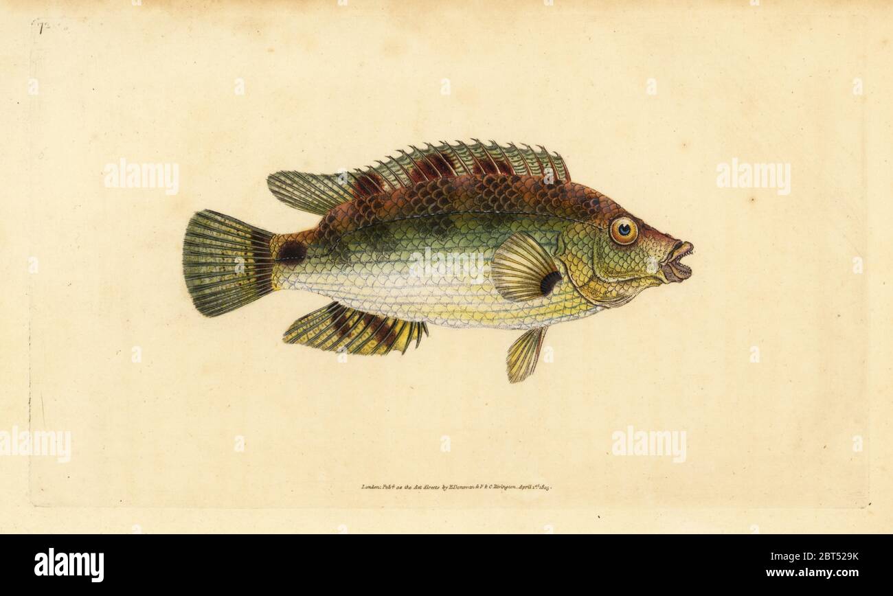 Corkwing wrasse hi-res stock photography and images - Alamy