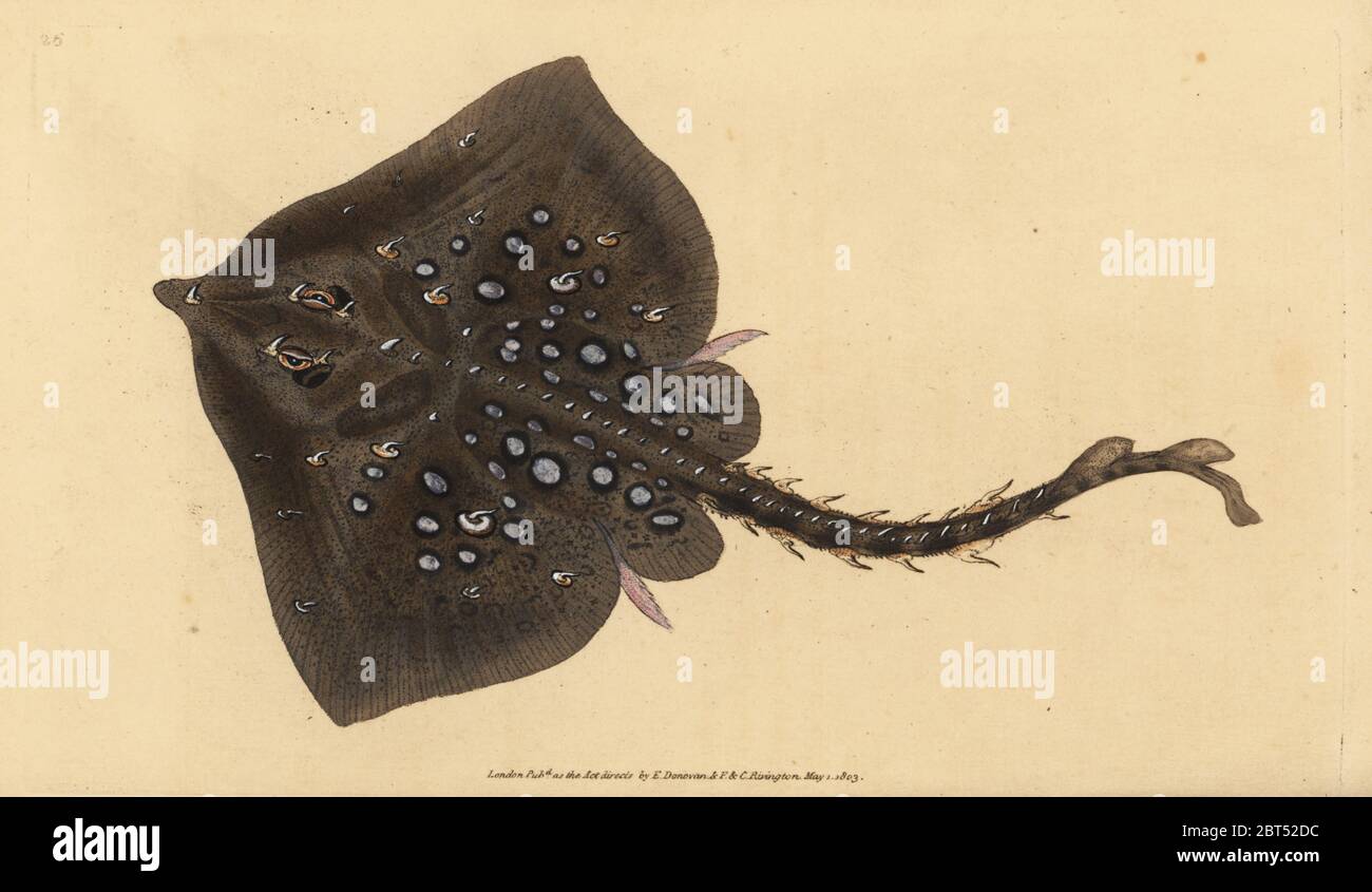 Skate fishes hi-res stock photography and images - Alamy