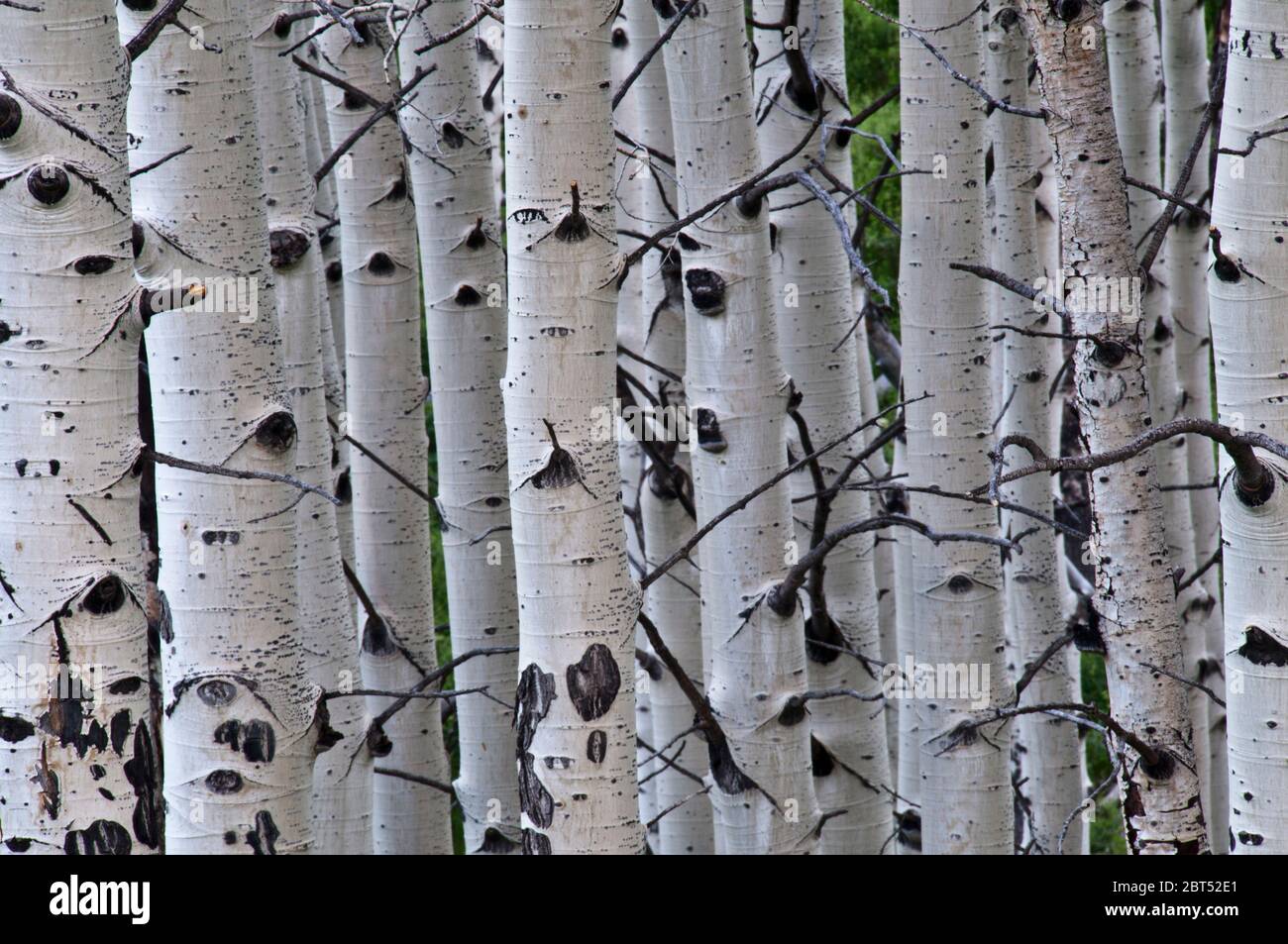 Crowded aspen trunks hi-res stock photography and images - Alamy