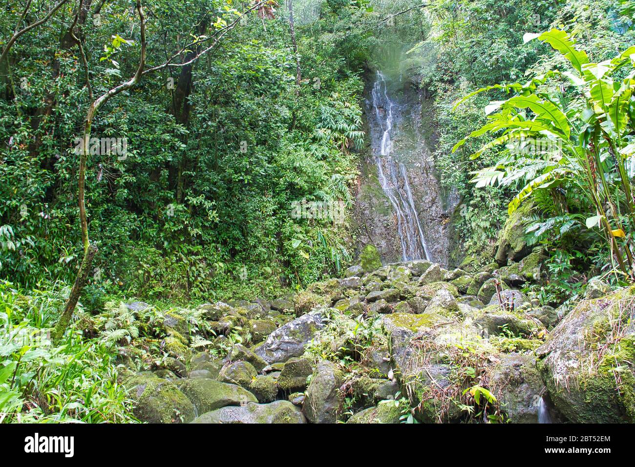 Waterfall in a Rain Forest Stock Photo - Alamy