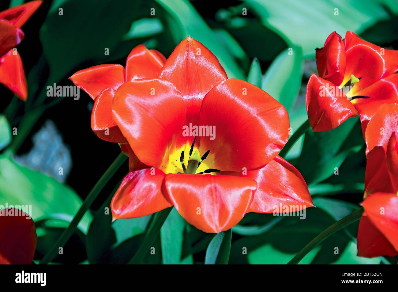Spring tulipa tulips flowers red hi-res stock photography and images ...