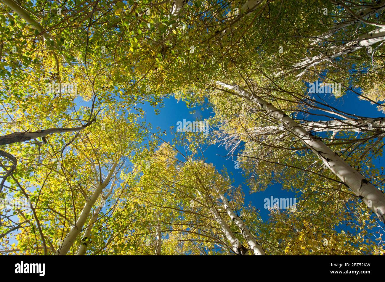 Aspen trees populus tremuloides teton hi-res stock photography and ...