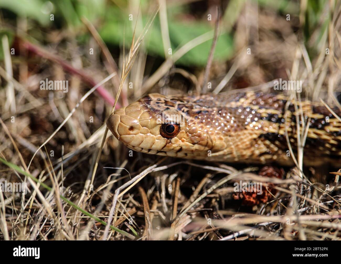 California gopher snake hi-res stock photography and images - Alamy