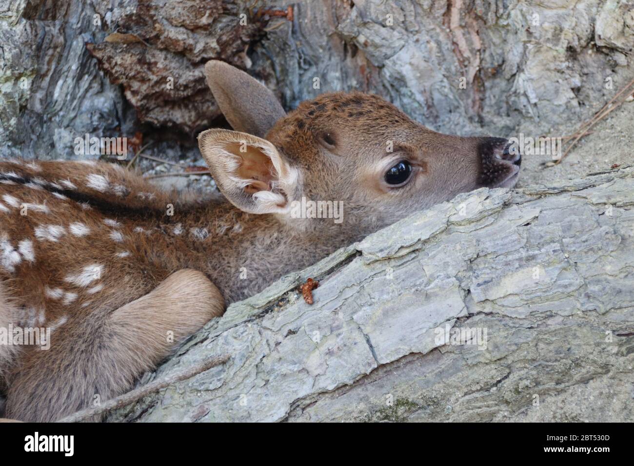 Cute fawn having a rest by a tree Stock Photo - Alamy